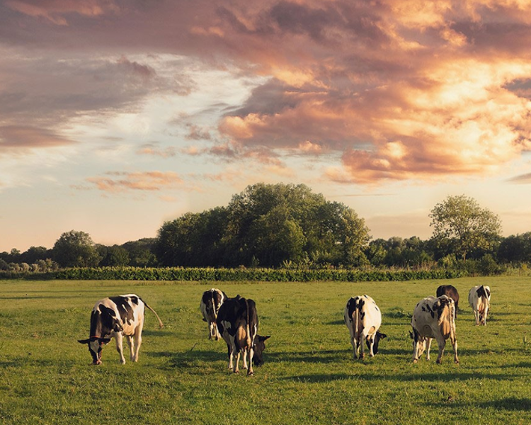 Homepage | Arla Philippines